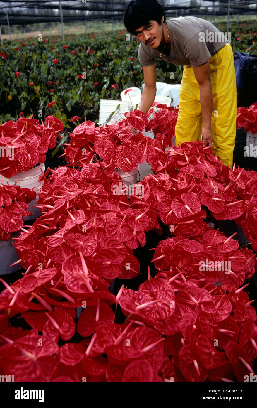 An Anthurium flower farm in Hawaii Stock Photo - Alamy