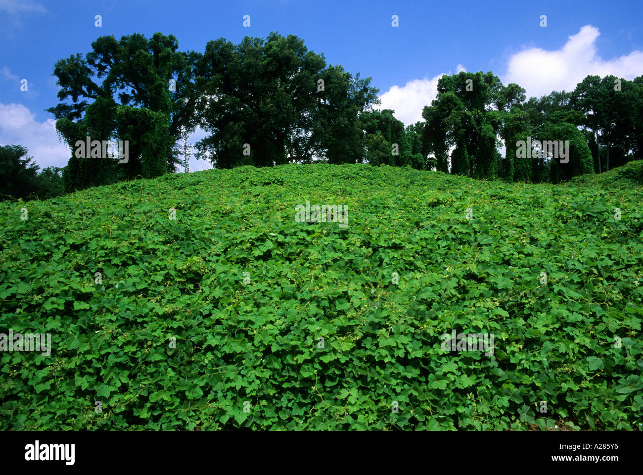 Kudzu vine invasive plant hi-res stock photography and images - Alamy