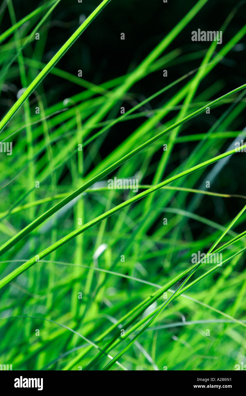 Blades of grass close up against dark background Stock Photo - Alamy
