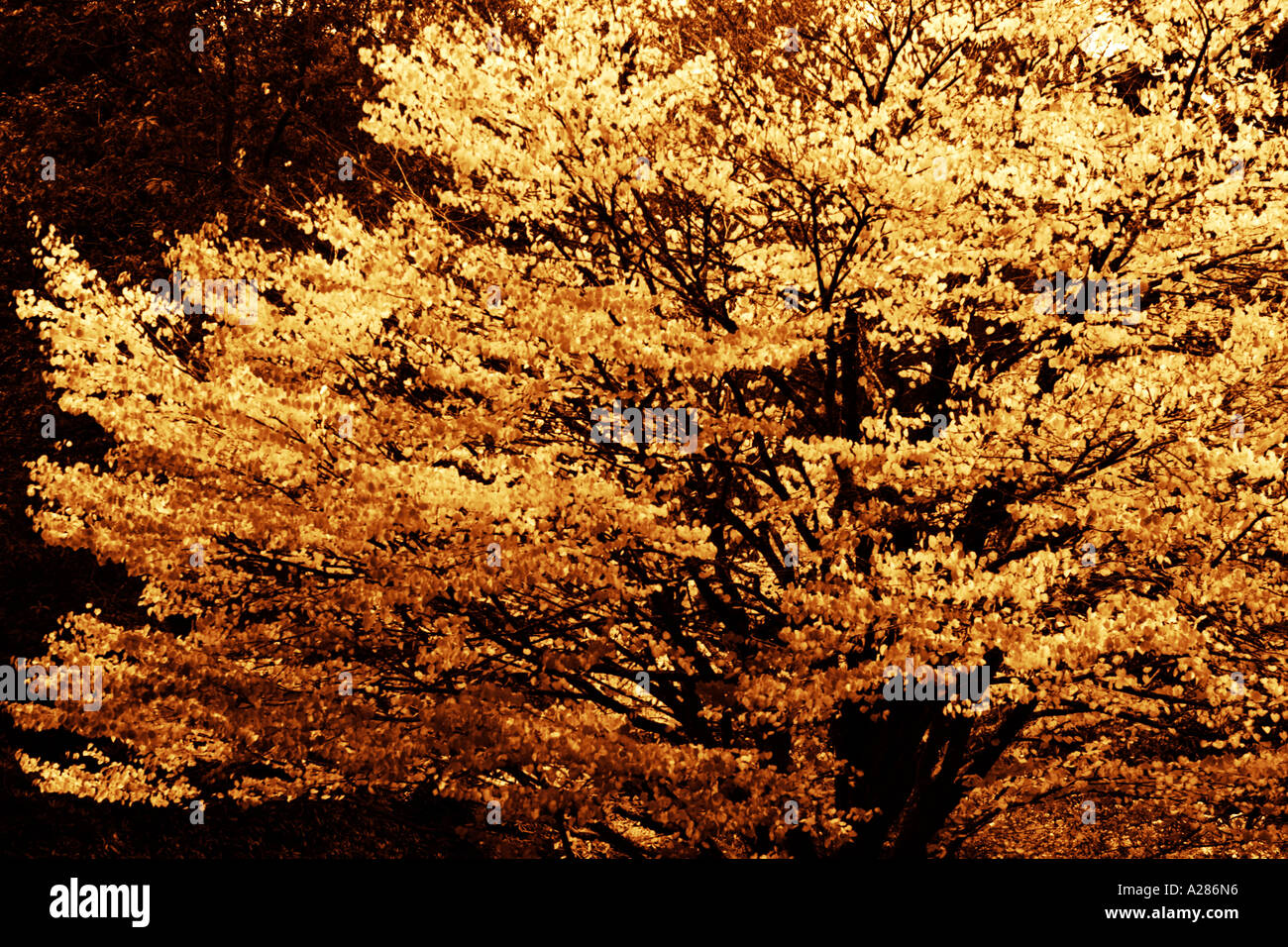 Tree golden brown tone Stock Photo - Alamy
