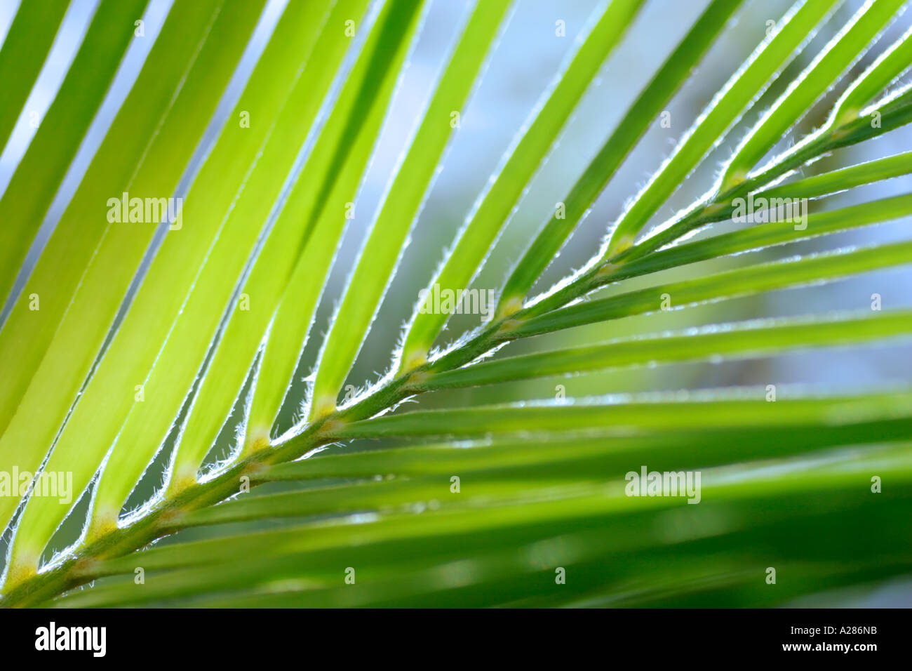 Macrozamia hi-res stock photography and images - Alamy
