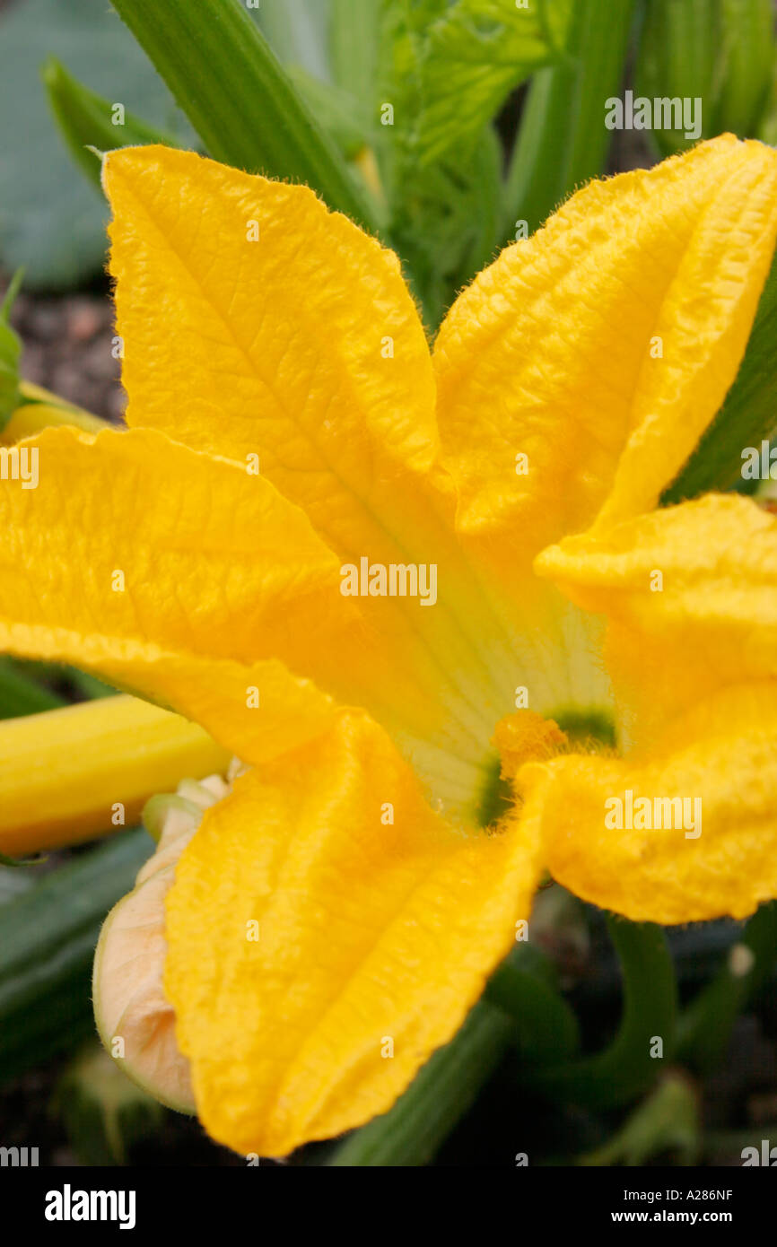 Yellow flowers of Courgette Goldrush Stock Photo - Alamy