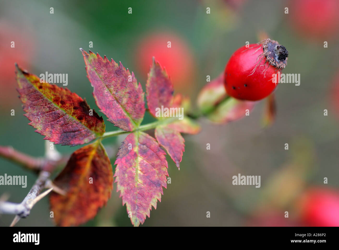 Rose hips for birds hi-res stock photography and images - Alamy