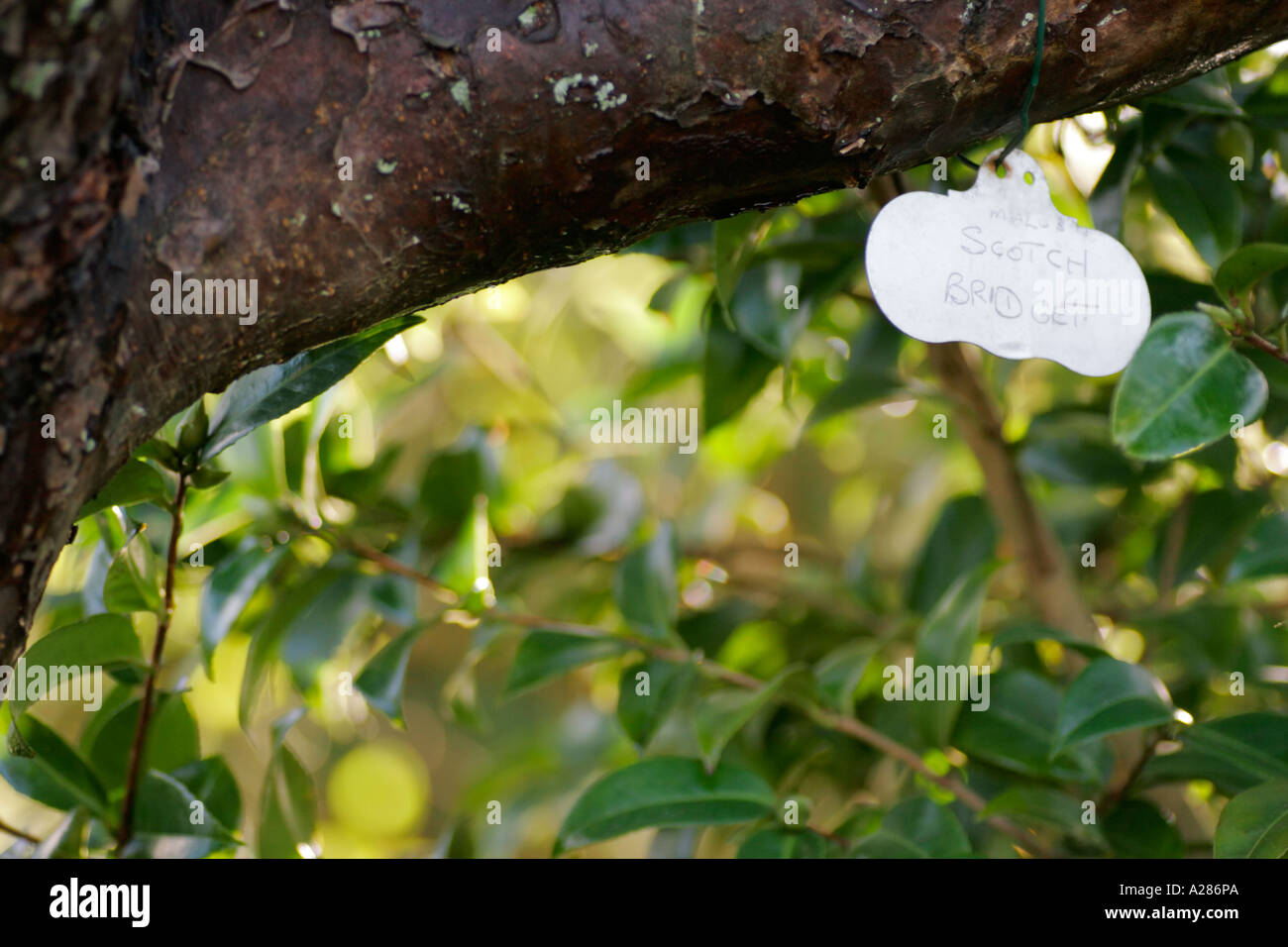 Plant label hanging from branch of apple tree Stock Photo - Alamy