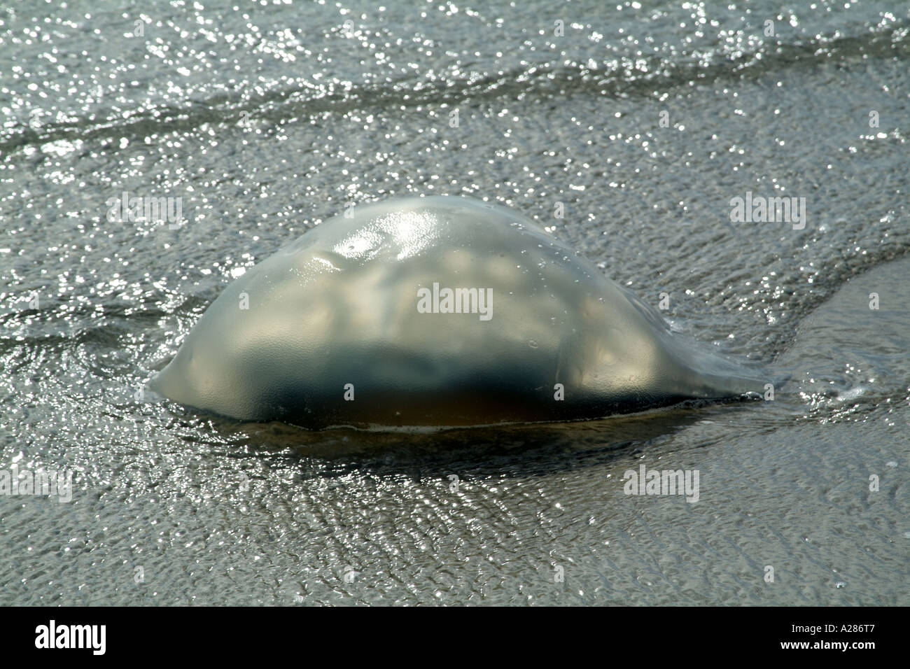 Jellyfish on the beach trapped by incoming tide Langabaan western ...