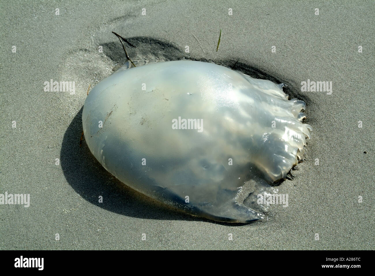 Rhizostome hi-res stock photography and images - Alamy