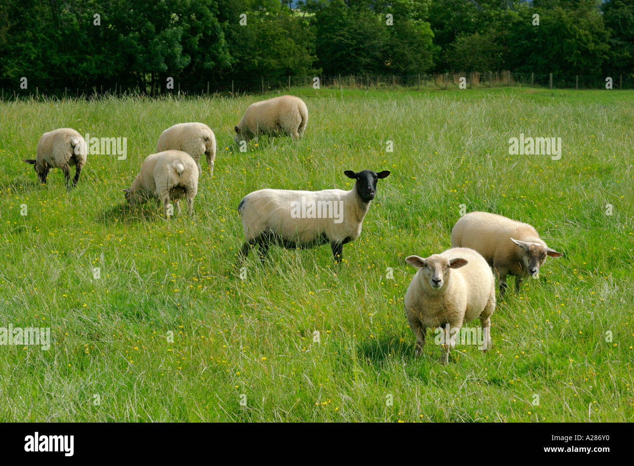 Common grazing scotland hi-res stock photography and images - Alamy
