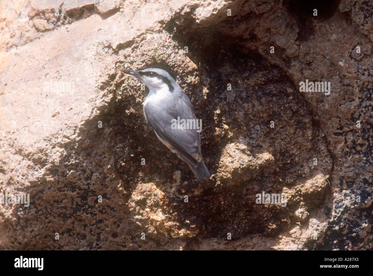 western rock nuthatch at nest Stock Photo - Alamy