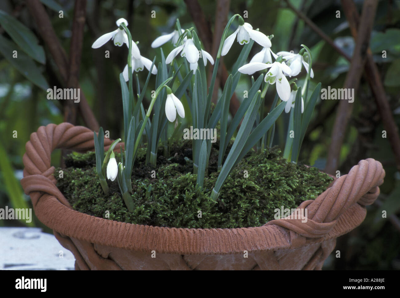 Galanthus Nivalis, Single Snowdrops, in terracotta pot Stock Photo - Alamy