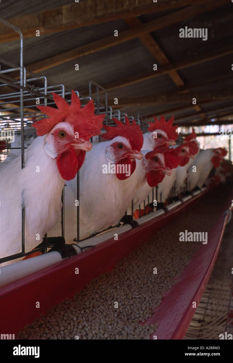Battery chickens in their confined cages at a farm Stock Photo - Alamy