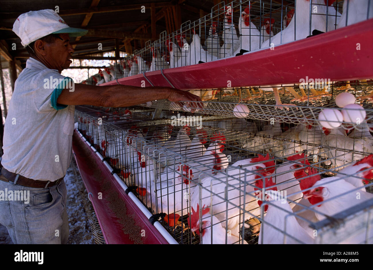 Intensive farming poultry hi-res stock photography and images - Alamy