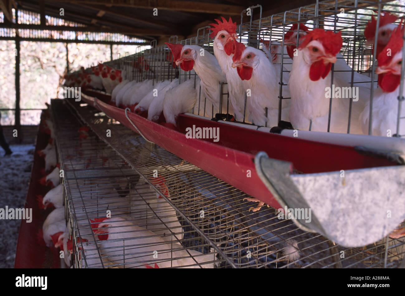 Battery chickens in their confined cages Stock Photo - Alamy