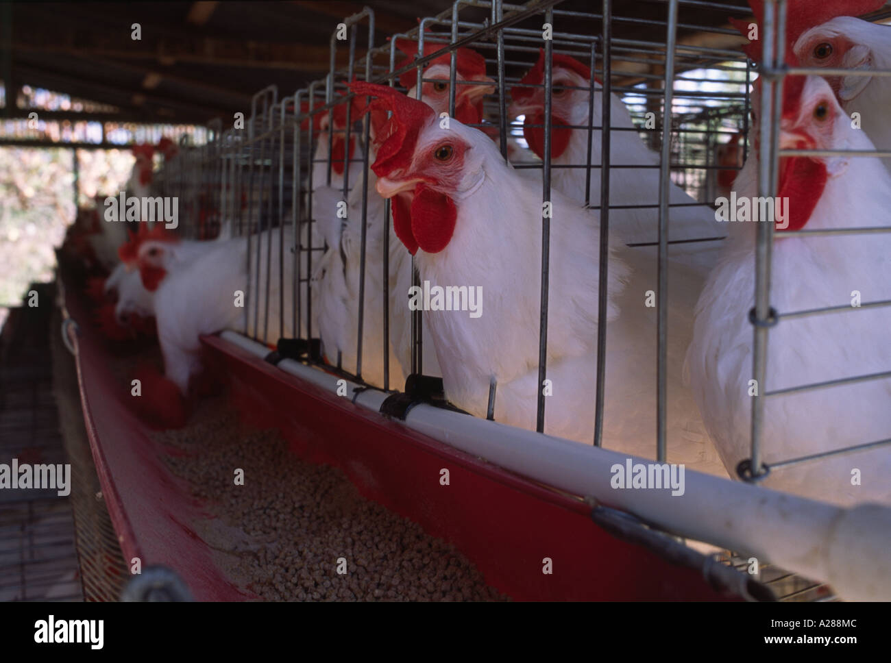 Battery cage hi-res stock photography and images - Alamy