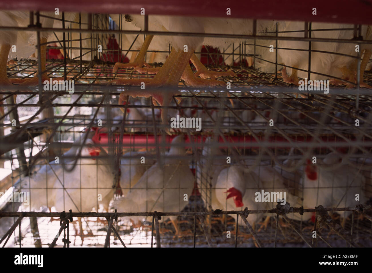 Battery cages hi-res stock photography and images - Alamy