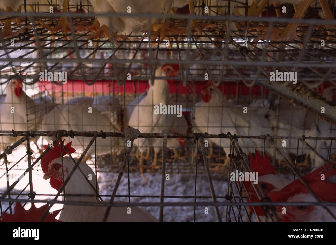 Battery cage hi-res stock photography and images - Alamy