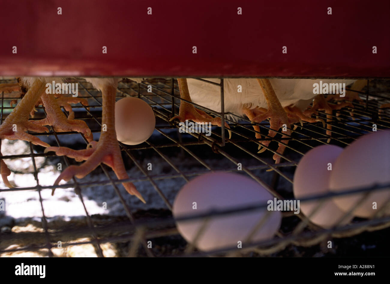 Close up of battery chickens laying eggs in their confined cages Stock ...