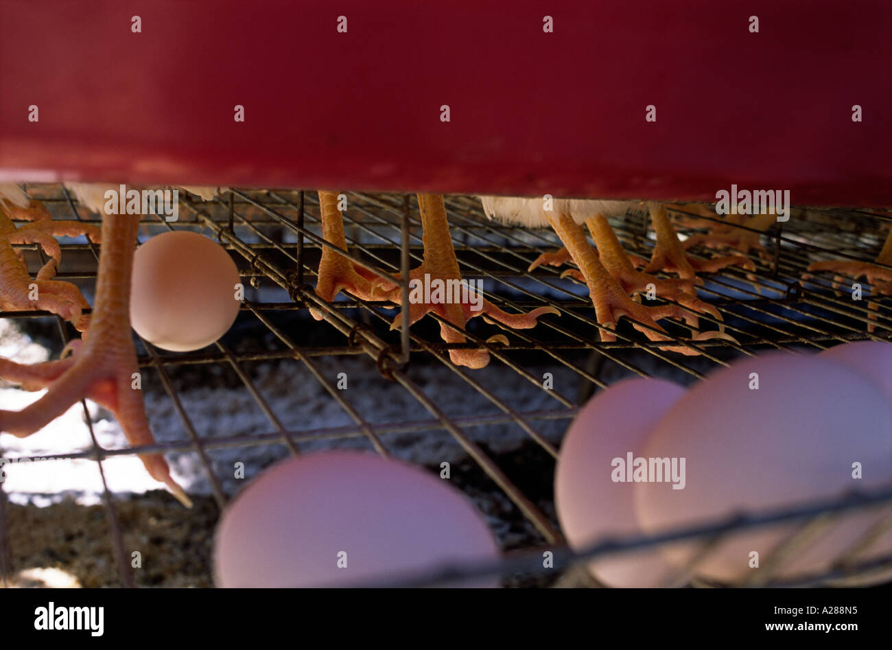 Close up of battery chickens laying eggs in their confined cages Stock ...