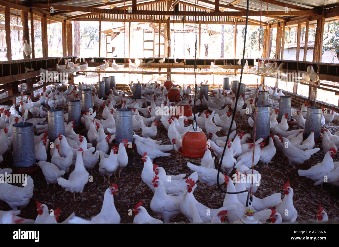 Chickens roaming freely inside a barn Stock Photo - Alamy