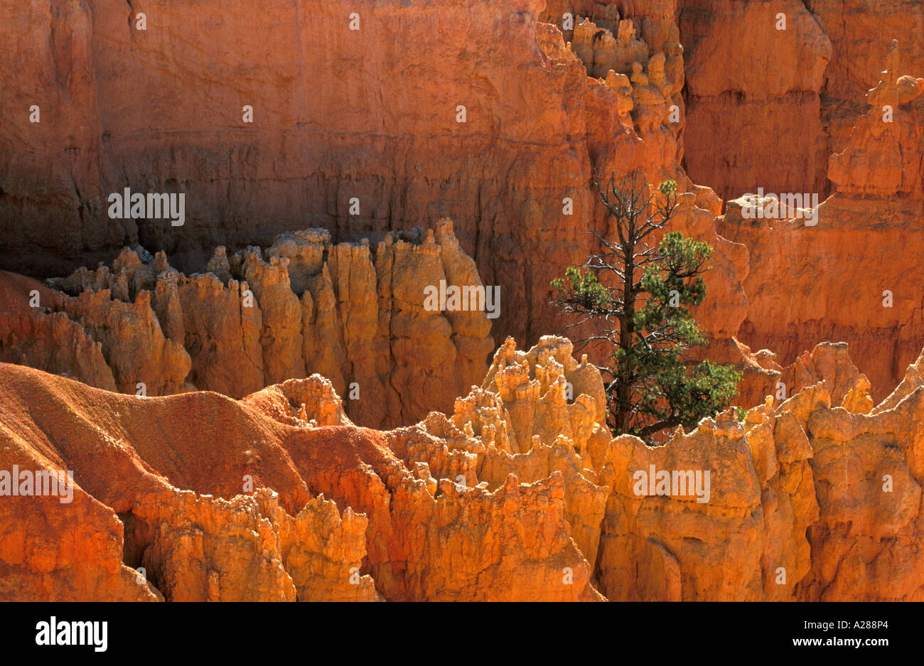 Solo Tree Bryce Canyon-USA Stock Photo - Alamy