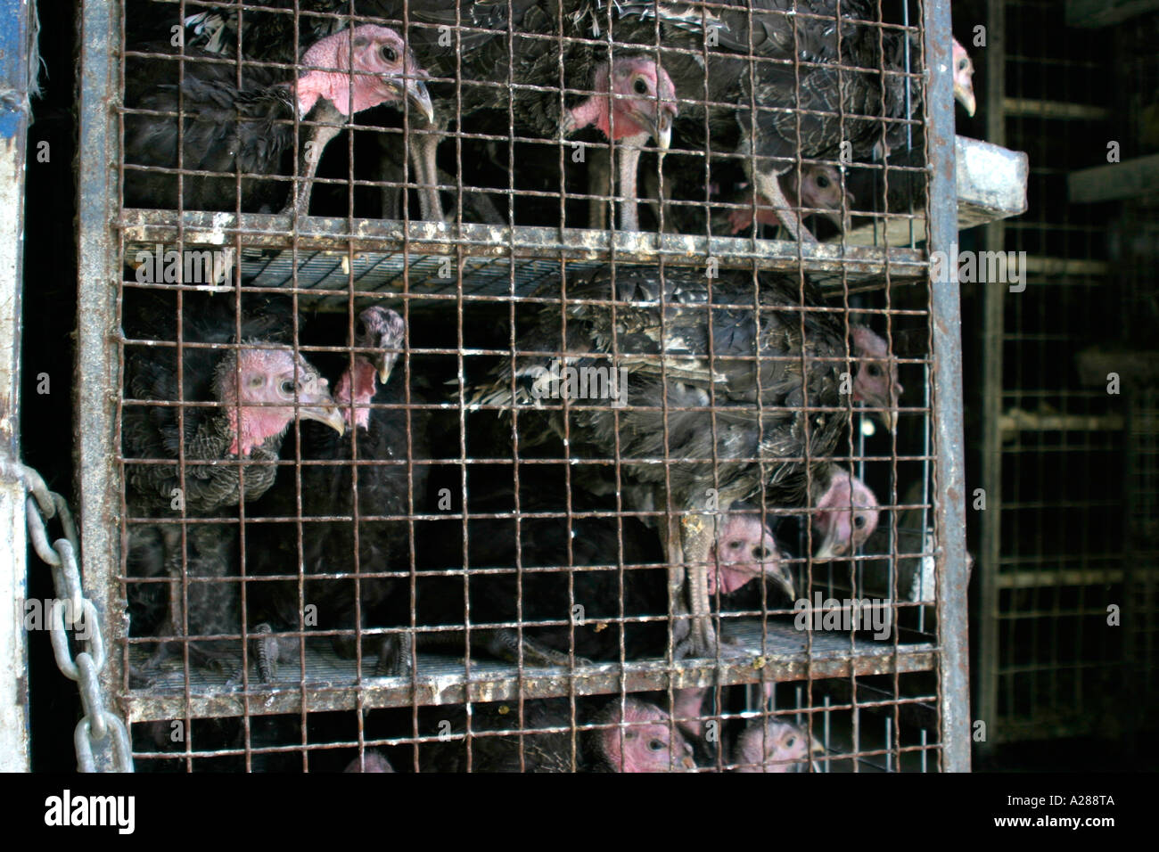 Caged turkeys on back of lorry in Greece Stock Photo - Alamy