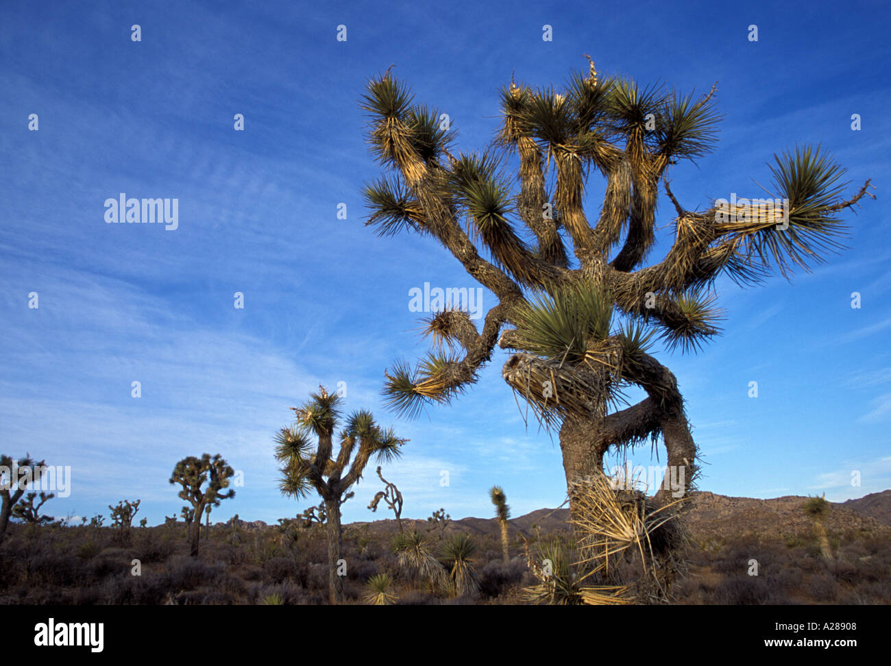 Desert forest joshua trees hi-res stock photography and images - Alamy