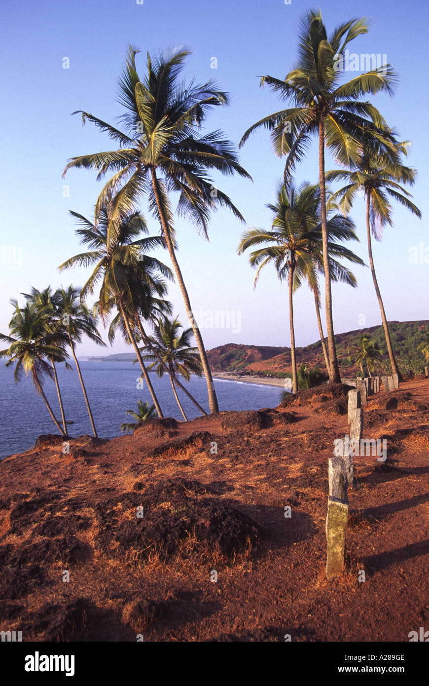 Anjuna beach palms trees goa hi-res stock photography and images - Alamy