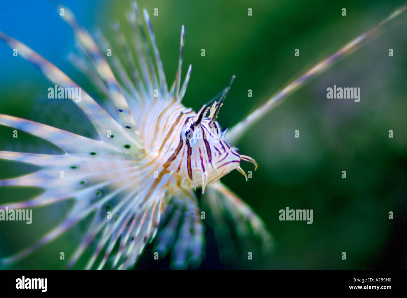 Hobbyist species hi-res stock photography and images - Alamy