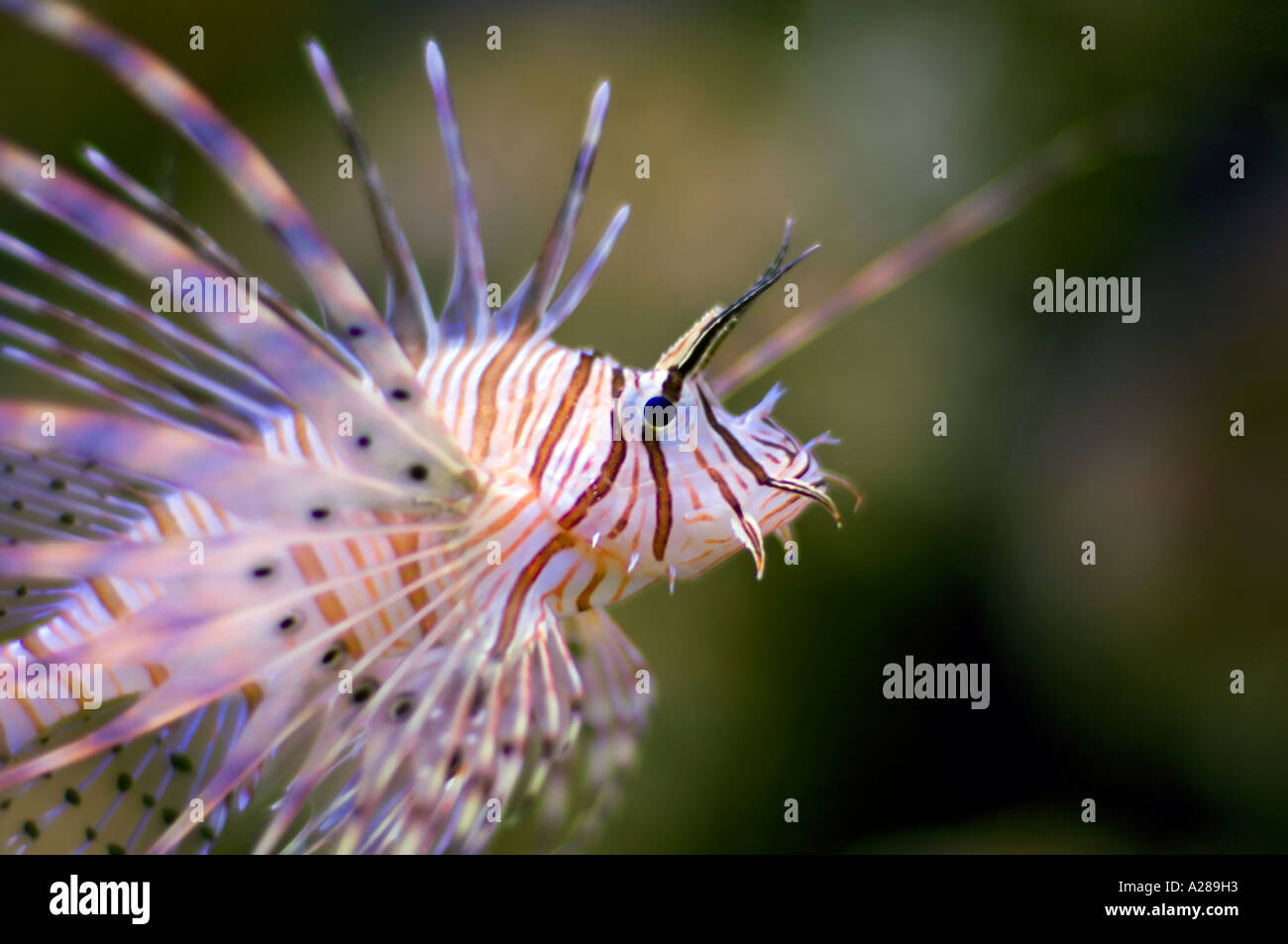 Hobbyist species hi-res stock photography and images - Alamy
