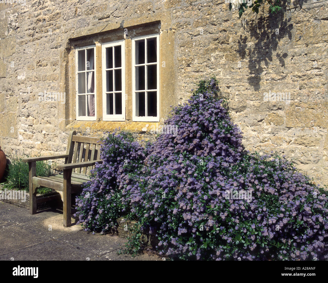 Buddleia growing in wall hi-res stock photography and images - Alamy