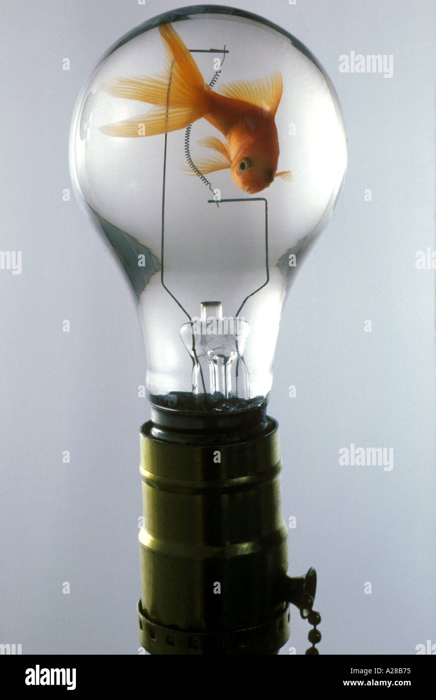 Goldfish in light bulb Stock Photo - Alamy