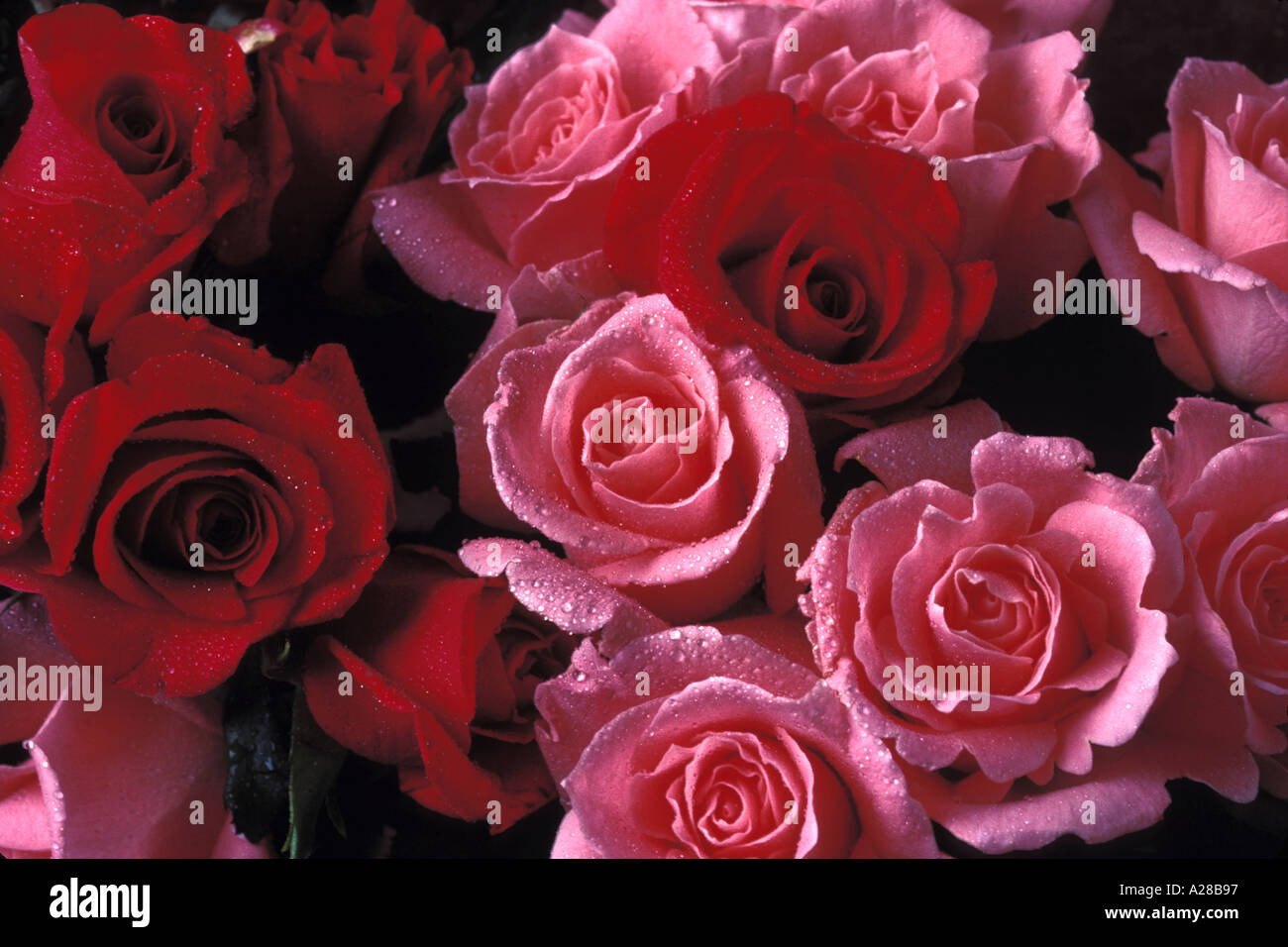 Red and pink roses Stock Photo - Alamy