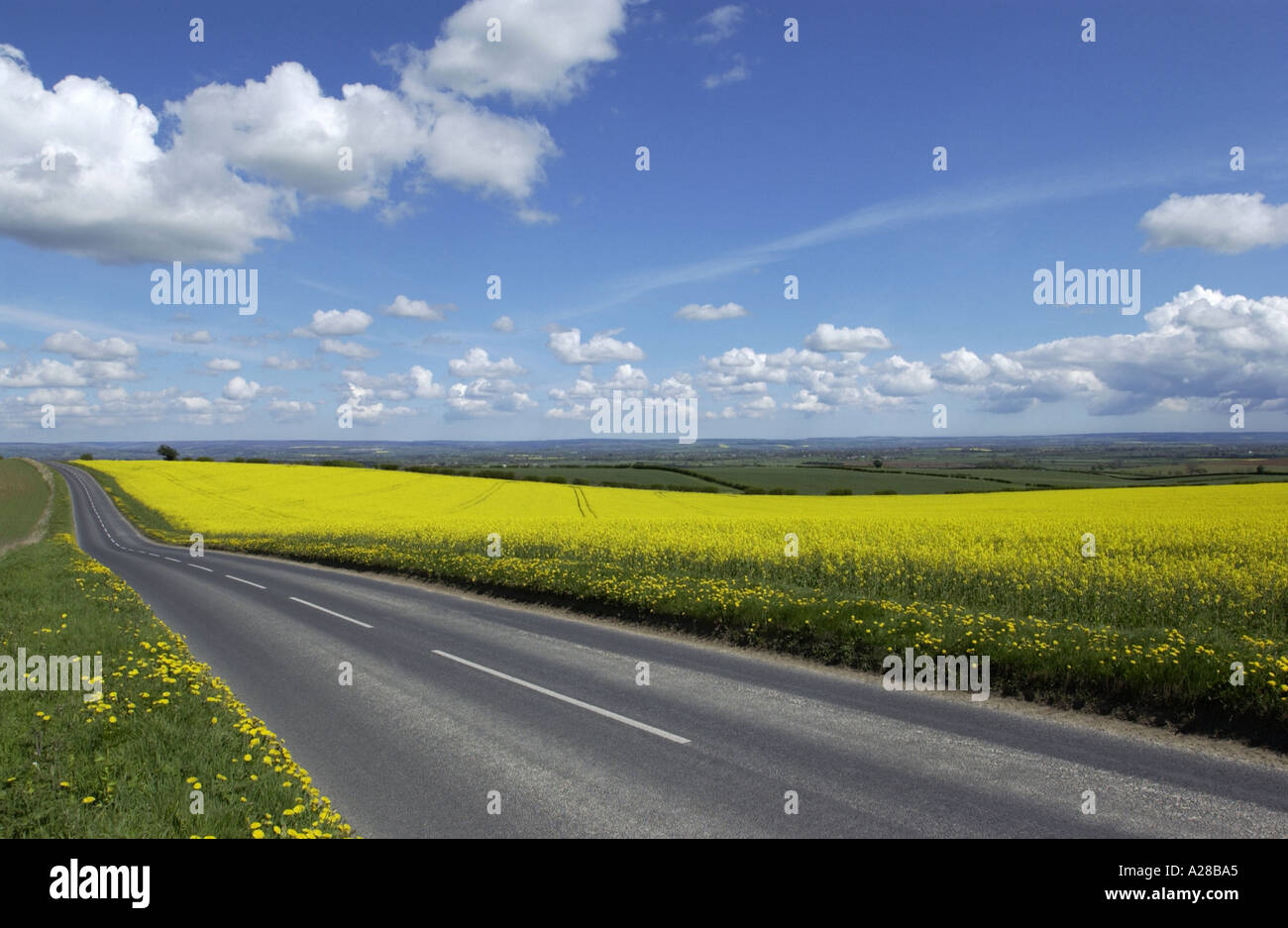 Rapeseed field north yorkshire england hi-res stock photography and ...