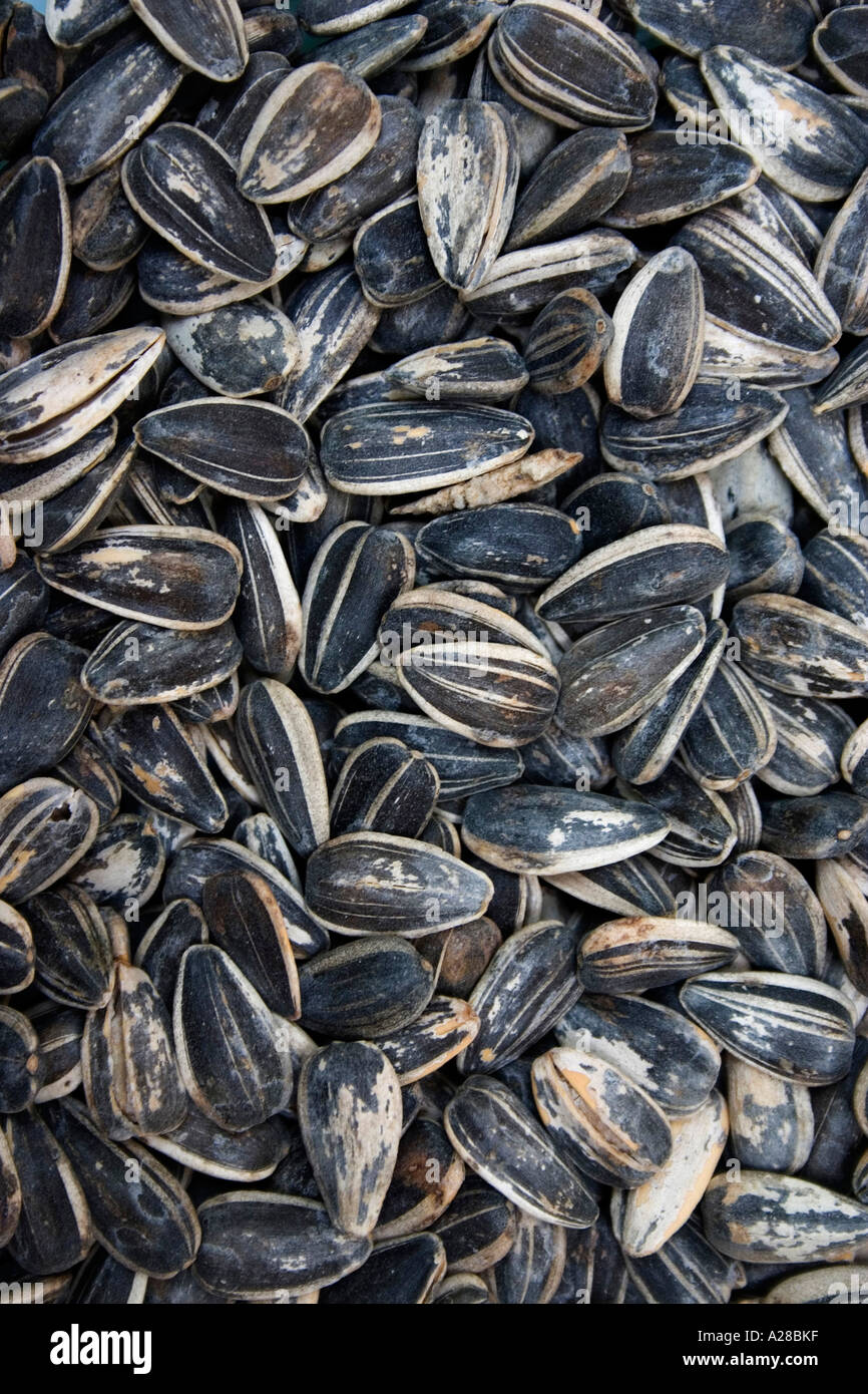 Surajmukhi hi-res stock photography and images - Alamy