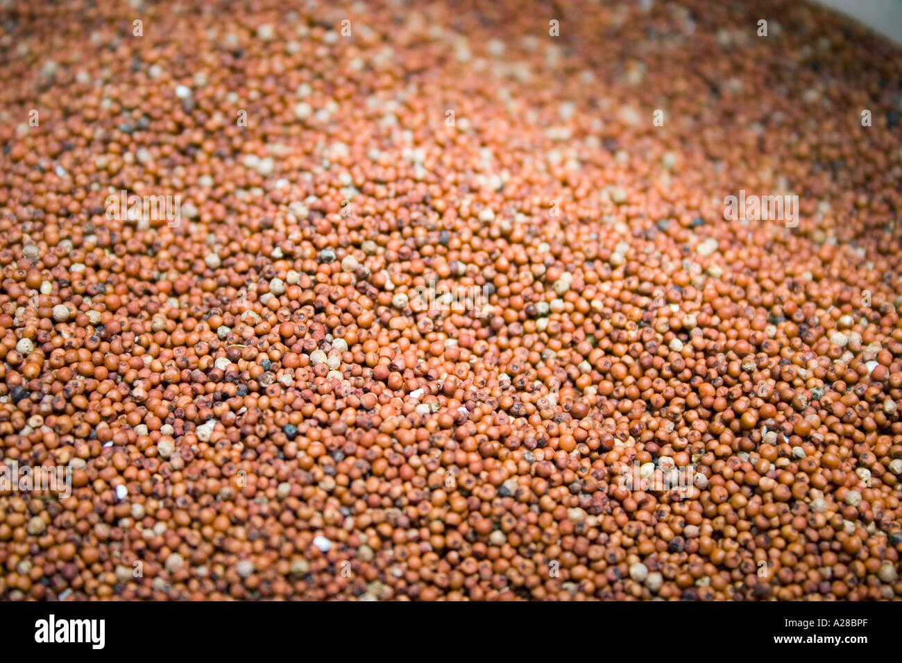 RSC76672 Finger millet Ragi seed Nachni Madua Natural Health food Stock ... RSC76672 Finger millet Ragi seed Nachni Madua Natural Health food Stock ...