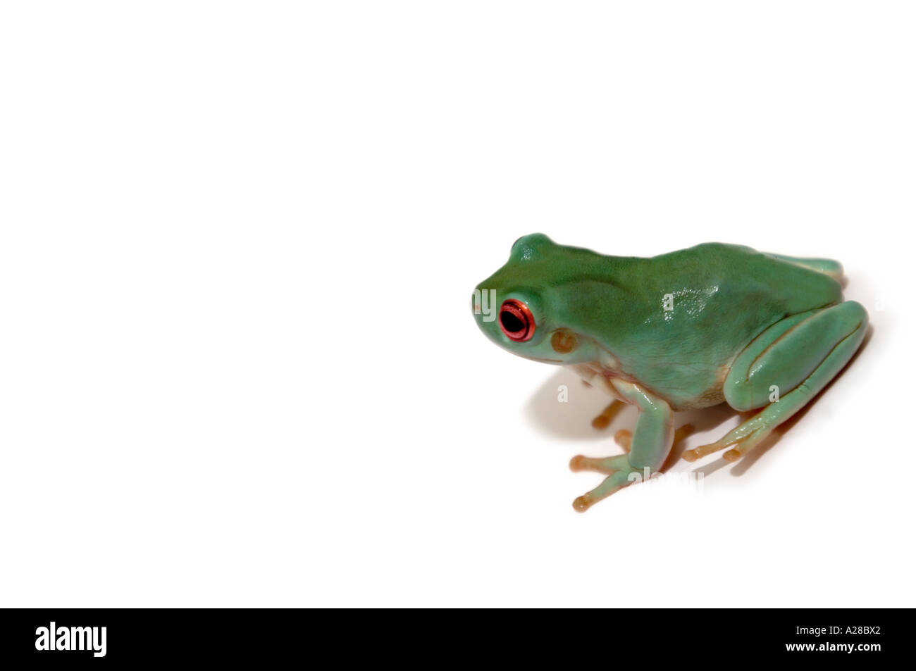 Frogs baby Cut Out Stock Images & Pictures - Alamy