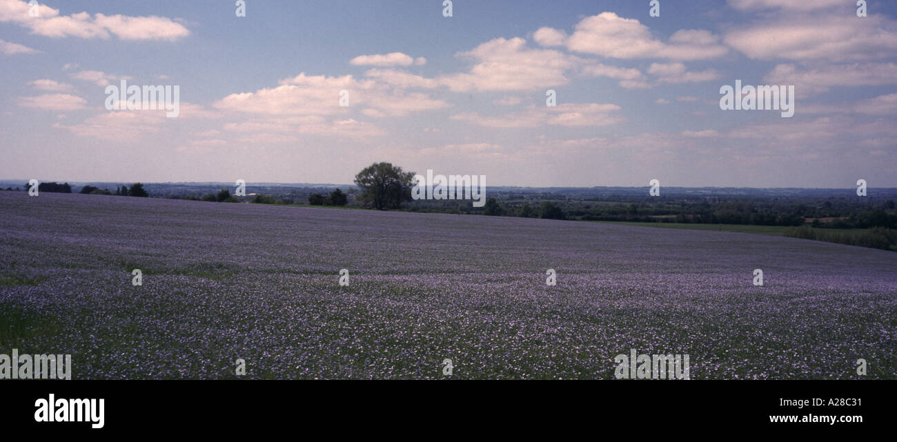 Linseed Field Wiltshire UK Stock Photo - Alamy