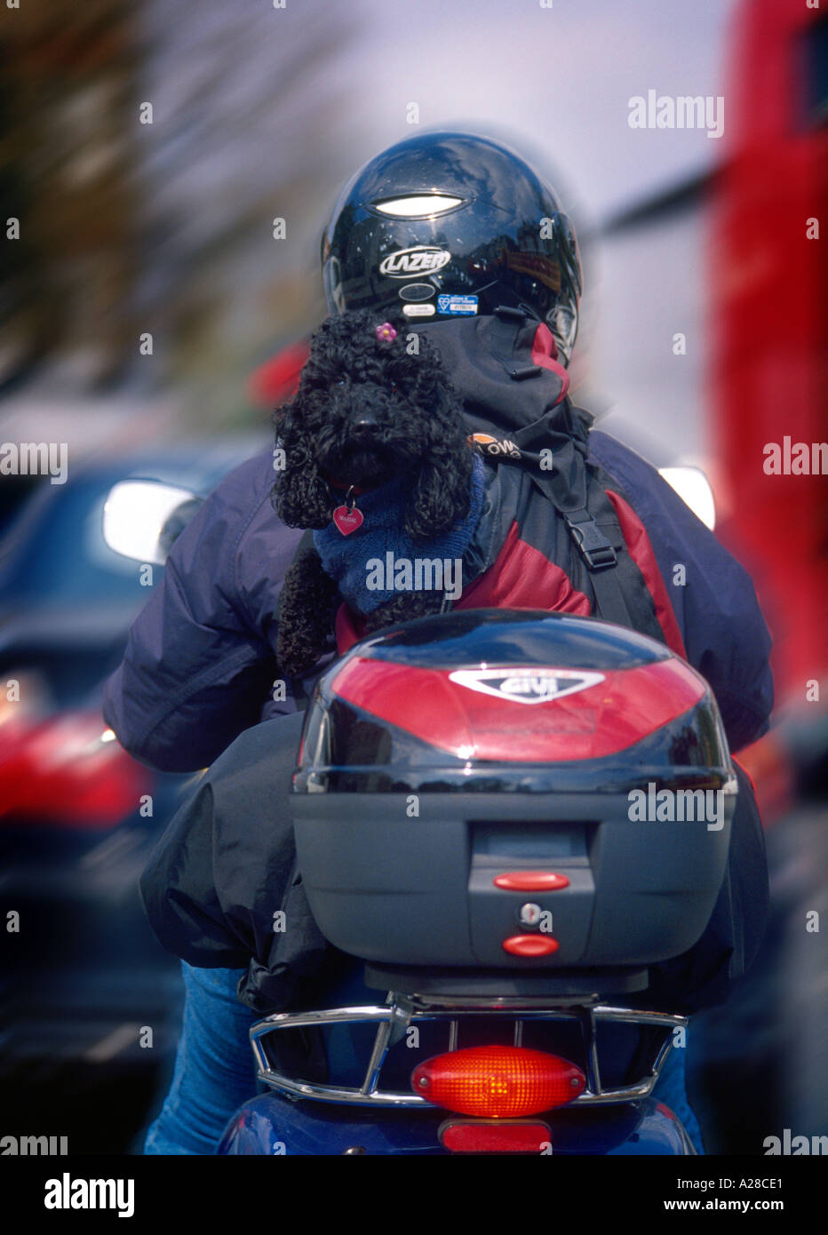 Dog on a motorbike hi-res stock photography and images - Alamy