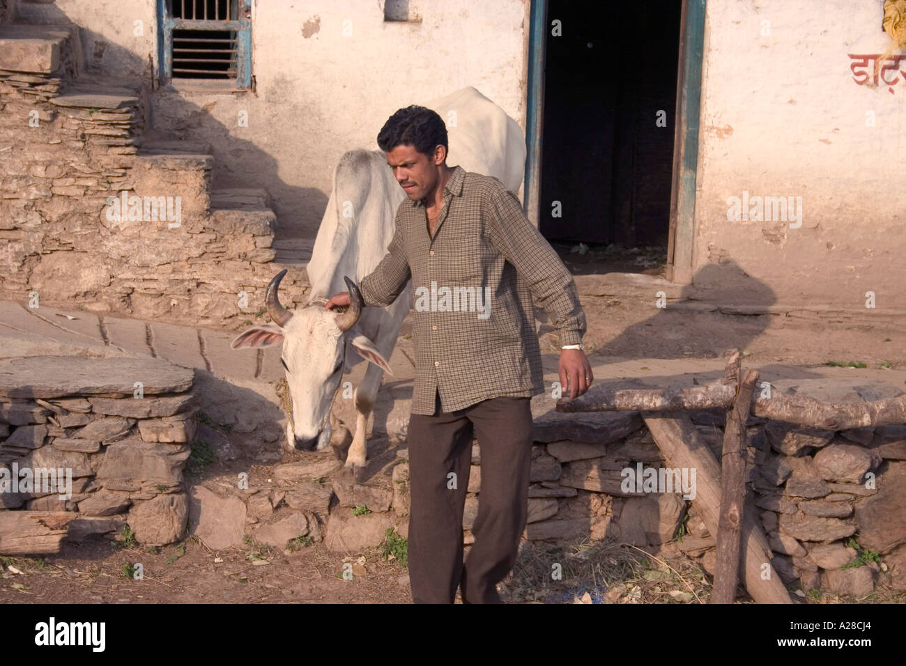 Indian man with cows hi-res stock photography and images - Alamy
