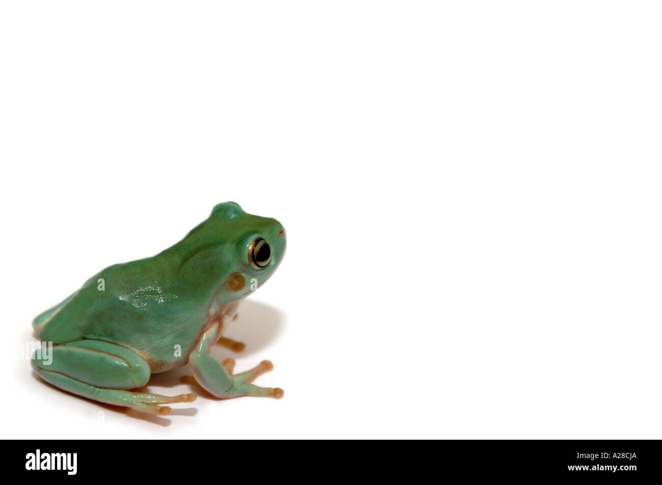 Small Green Tree frog Stock Photo - Alamy