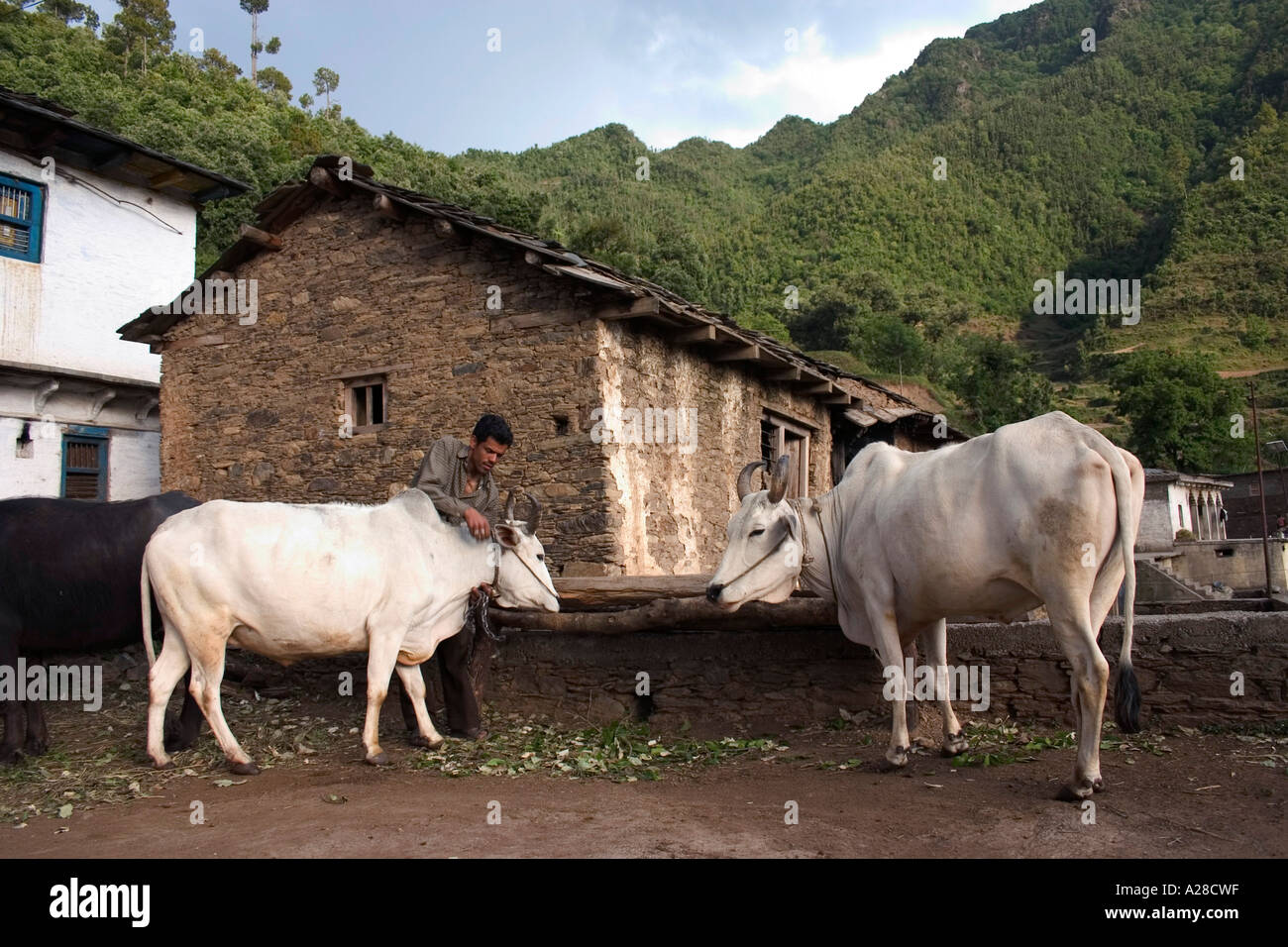 RSC76703 Man looking after cows out side his hut Gadhwal region of ...
