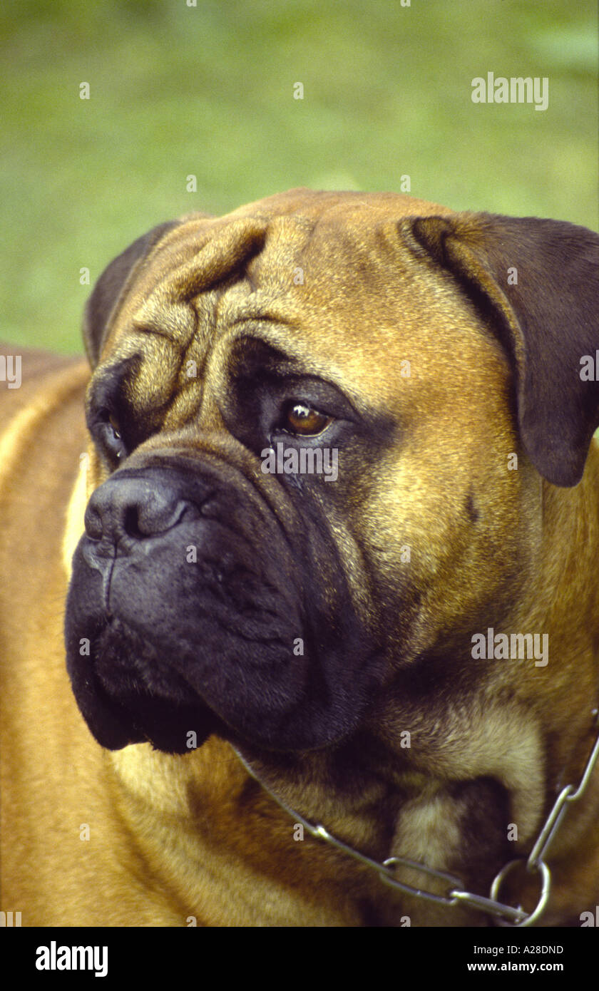 Bull mastiff dog hi-res stock photography and images - Alamy