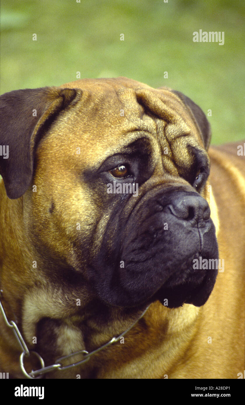 Portrait of a Bull Mastiff Dog Stock Photo - Alamy
