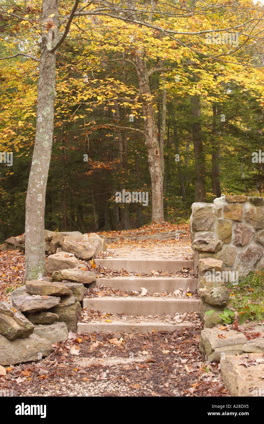 Stone steps leading into an autumn woods Stock Photo - Alamy