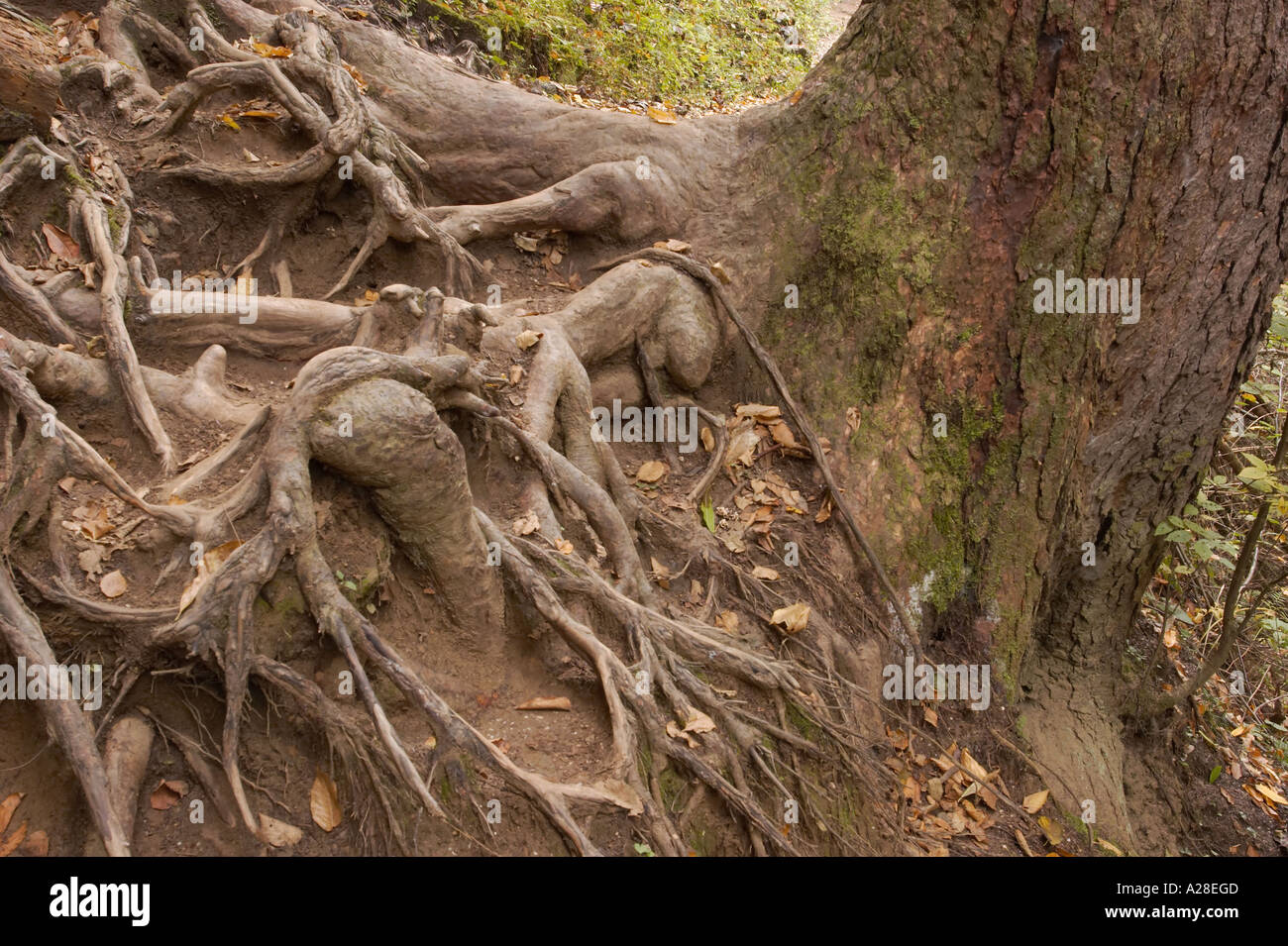 A tangled pattern of tree roots in Hocking Hills State Park, Ohio Stock ...