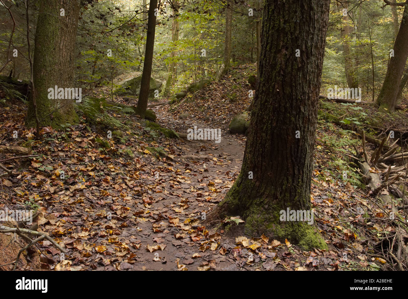A quiet path through an early autumn forest in Hocking Hills State Park ...