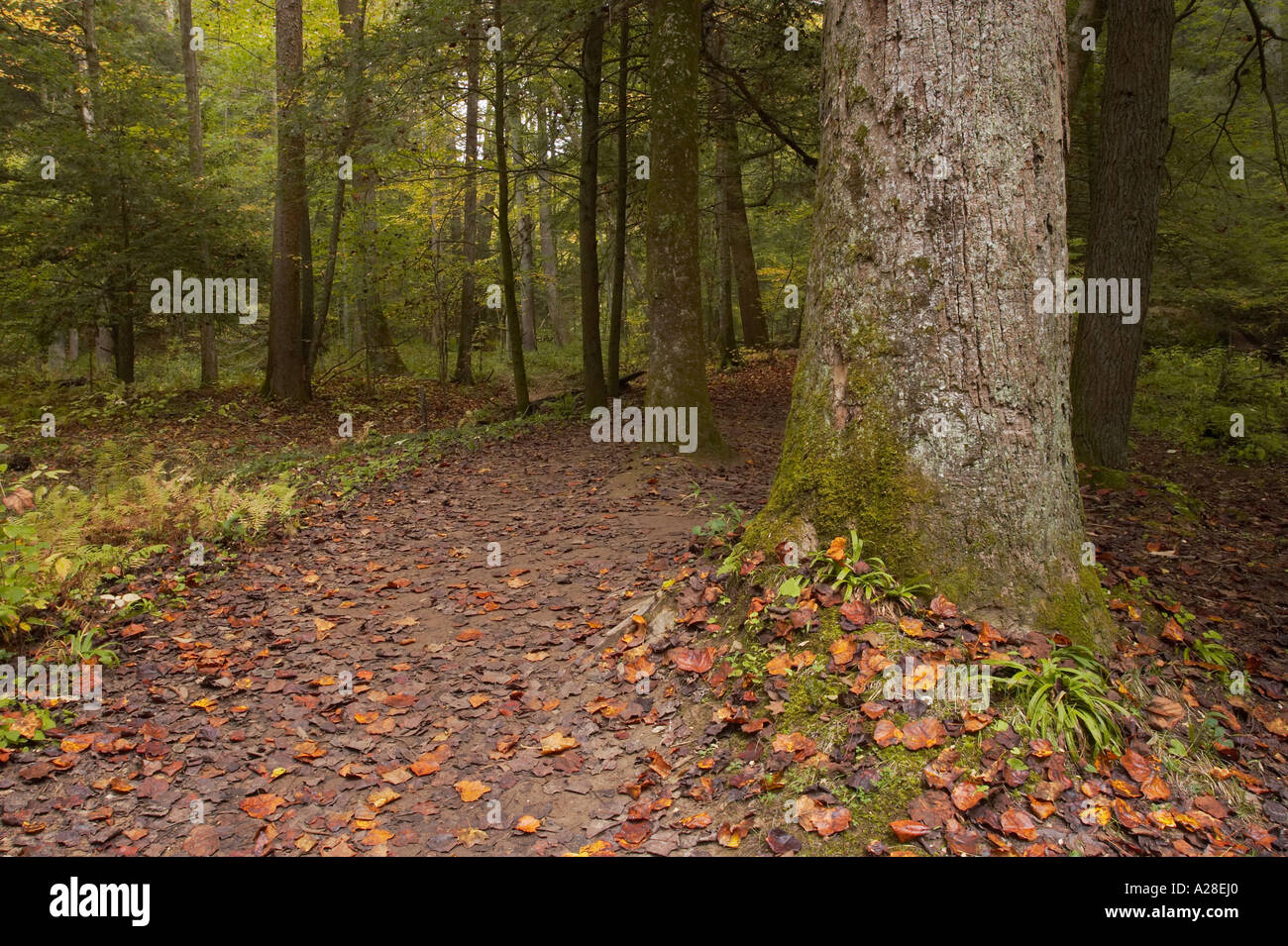 A quiet path through an early autumn forest in Hocking Hills State Park ...