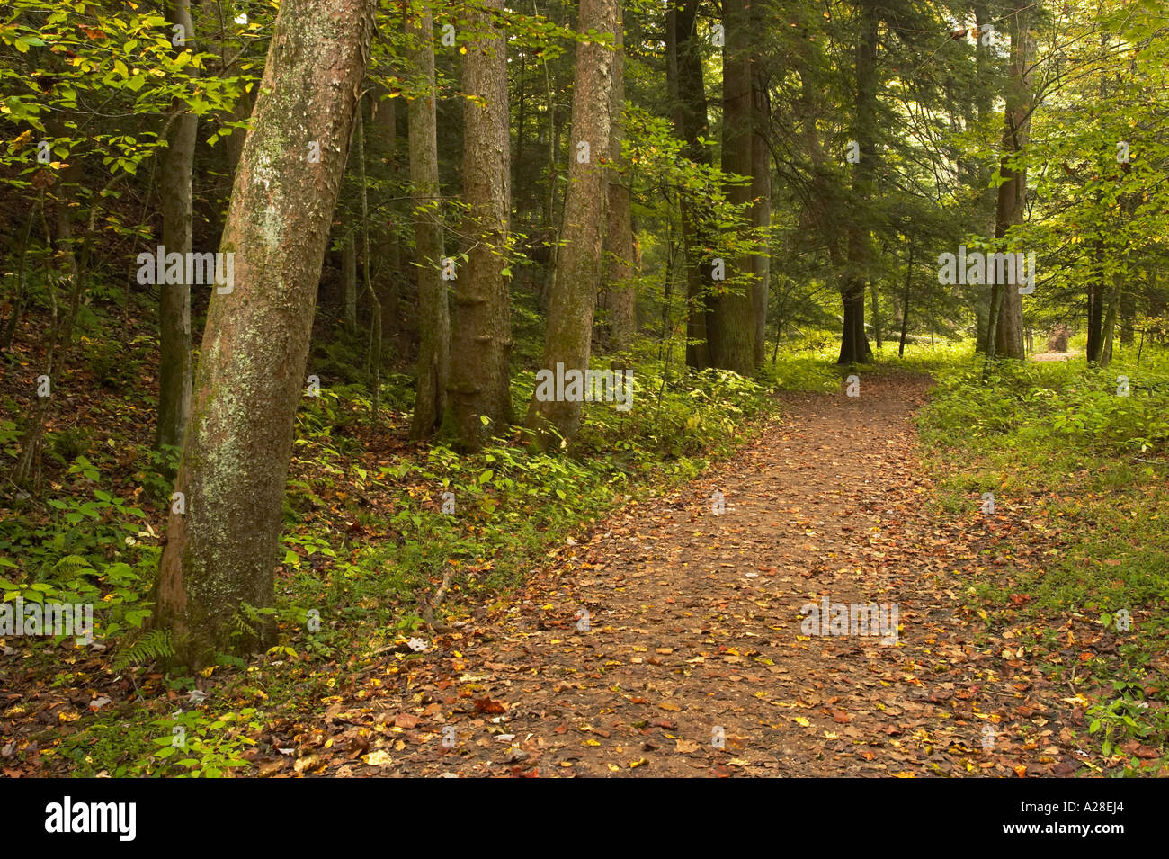 A quiet path through an early autumn forest in Hocking Hills State Park ...