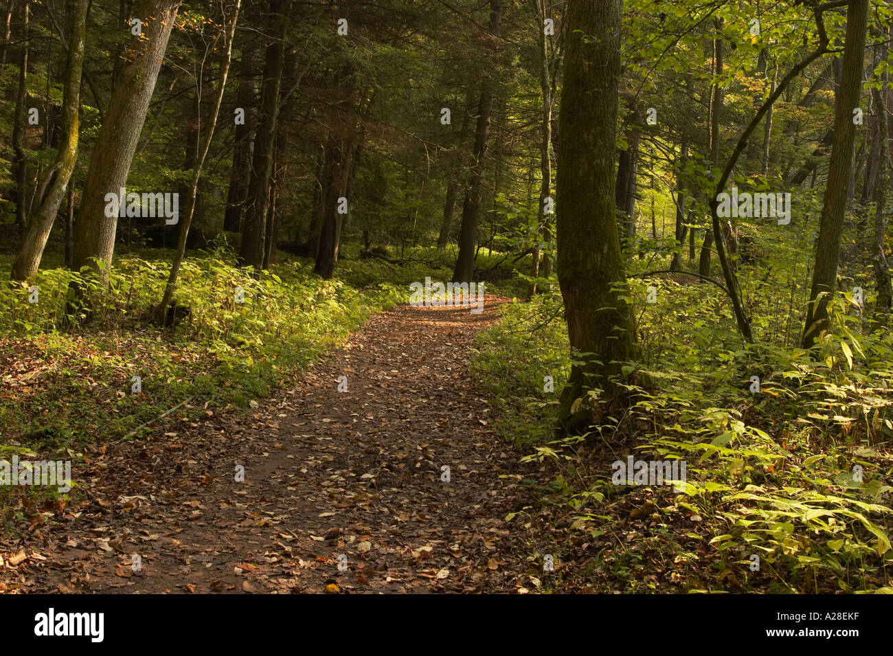 A dramatically lit path in an early autumn forest in Hocking Hills ...