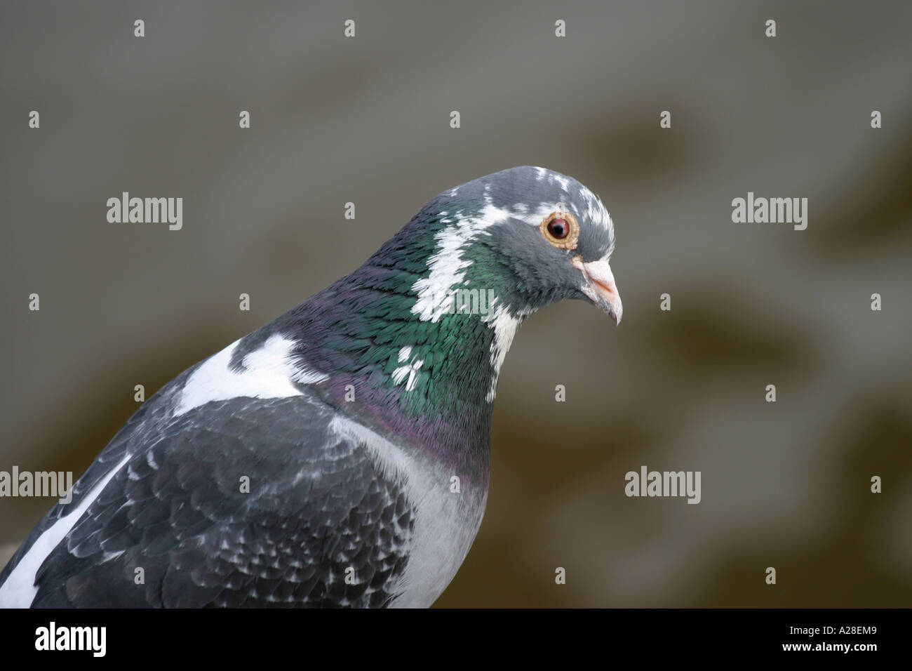 Pigeon close up profile Stock Photo - Alamy