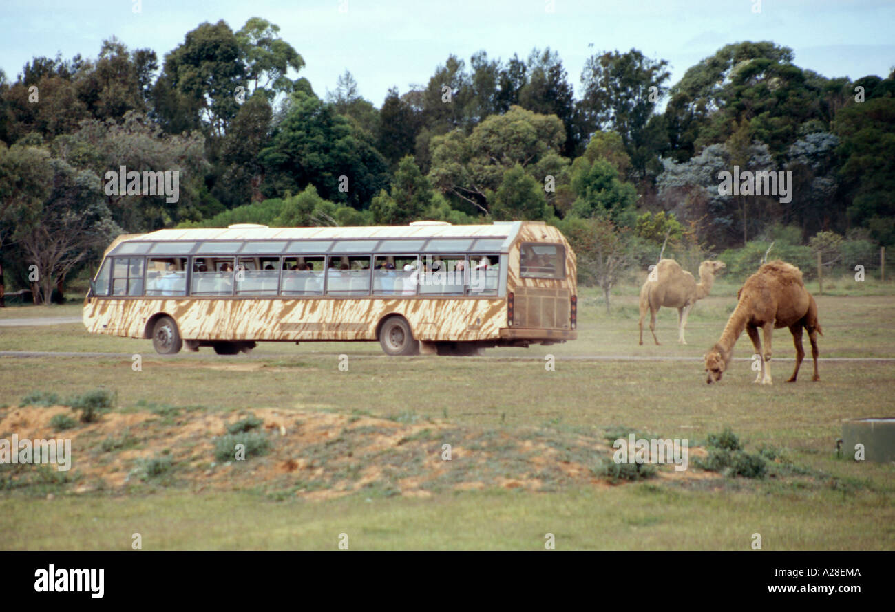 A Camel at Werribee Open Range Zoo, Melbourne, Australia. March 2005 ...